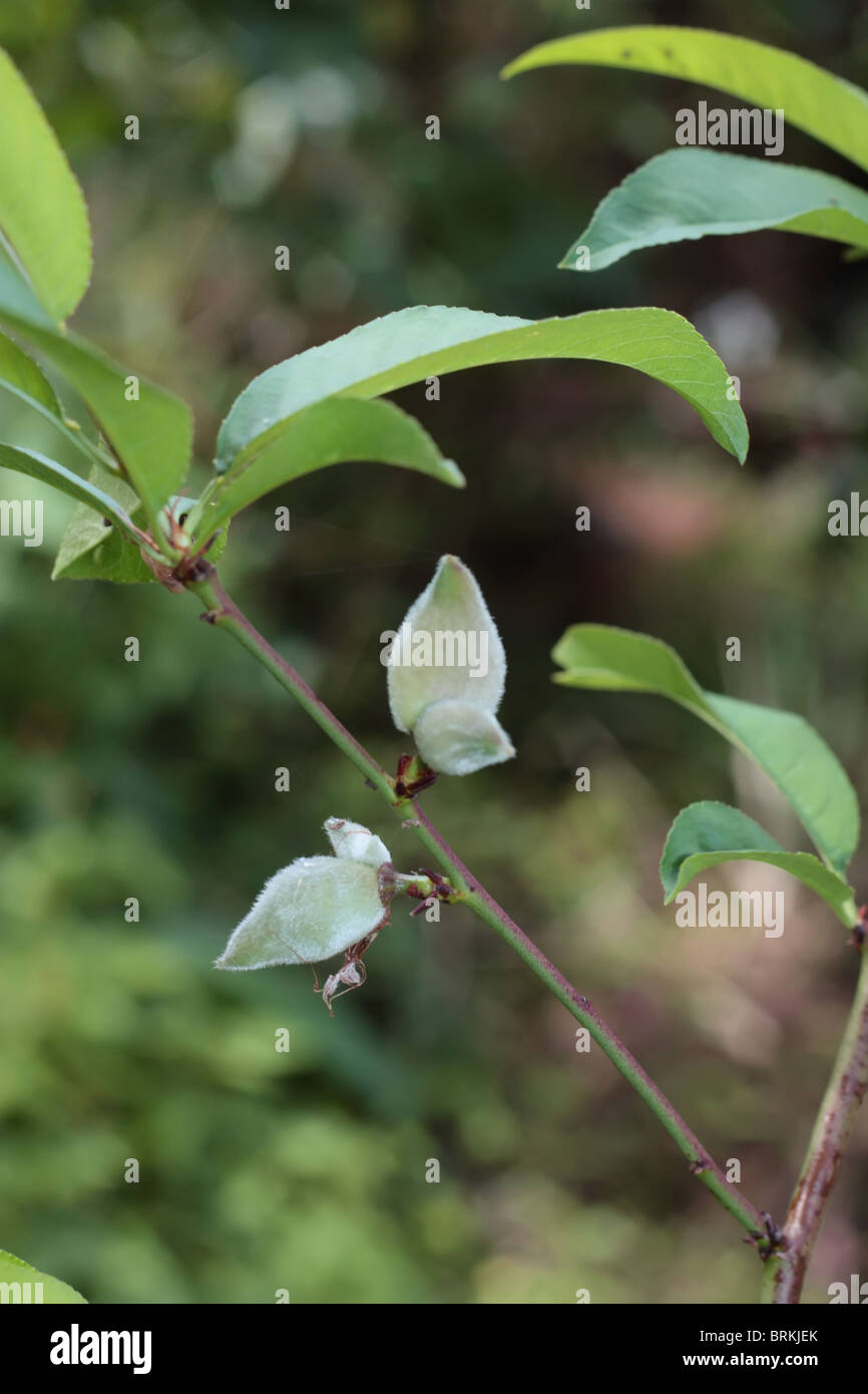 Closeup on Young Peace Fruit Stock Photo - Alamy