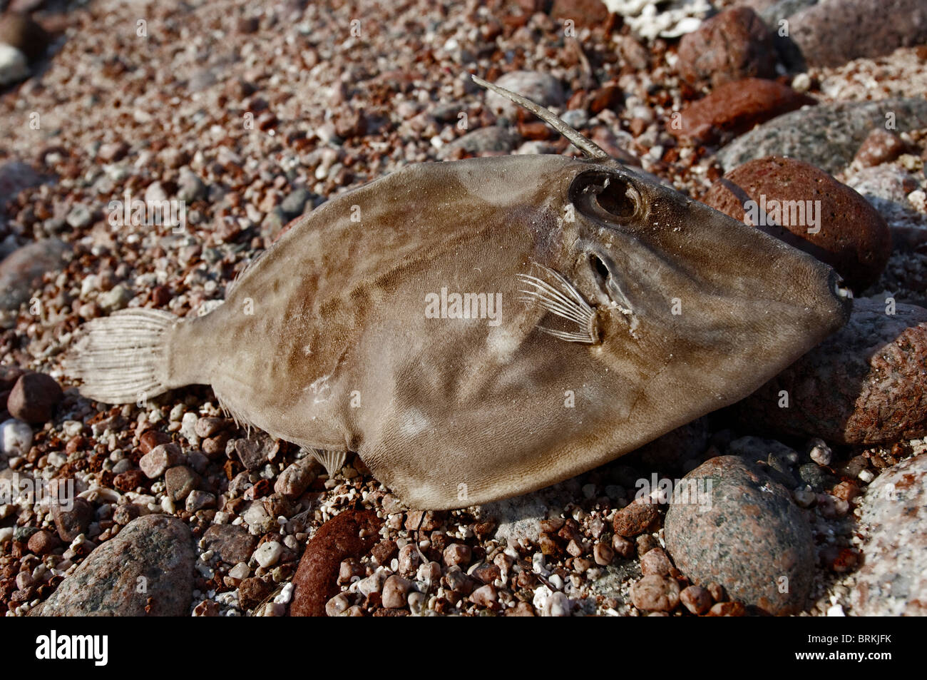 Decaying Fish Stock Photos & Decaying Fish Stock Images - Alamy