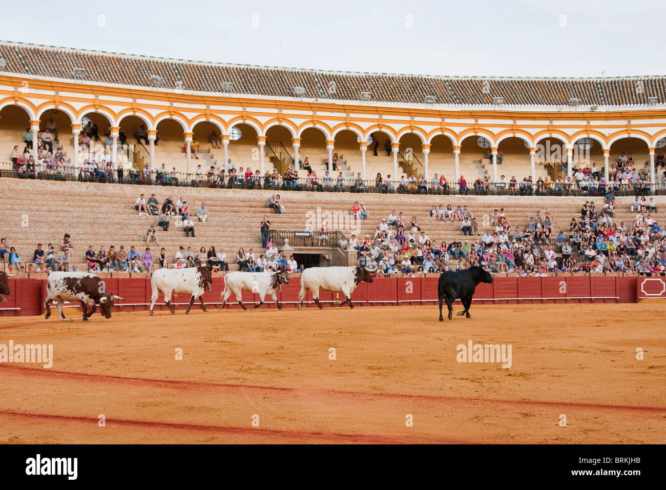 cows enter arena in bull fighting scene in sevilla, spain Stock Photo ...