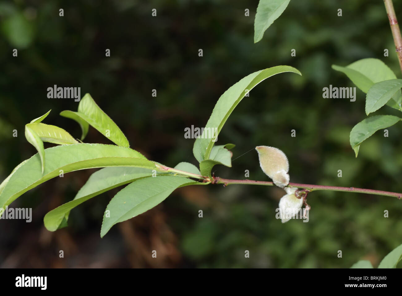 Peace Fruit Tree Stock Photo - Alamy