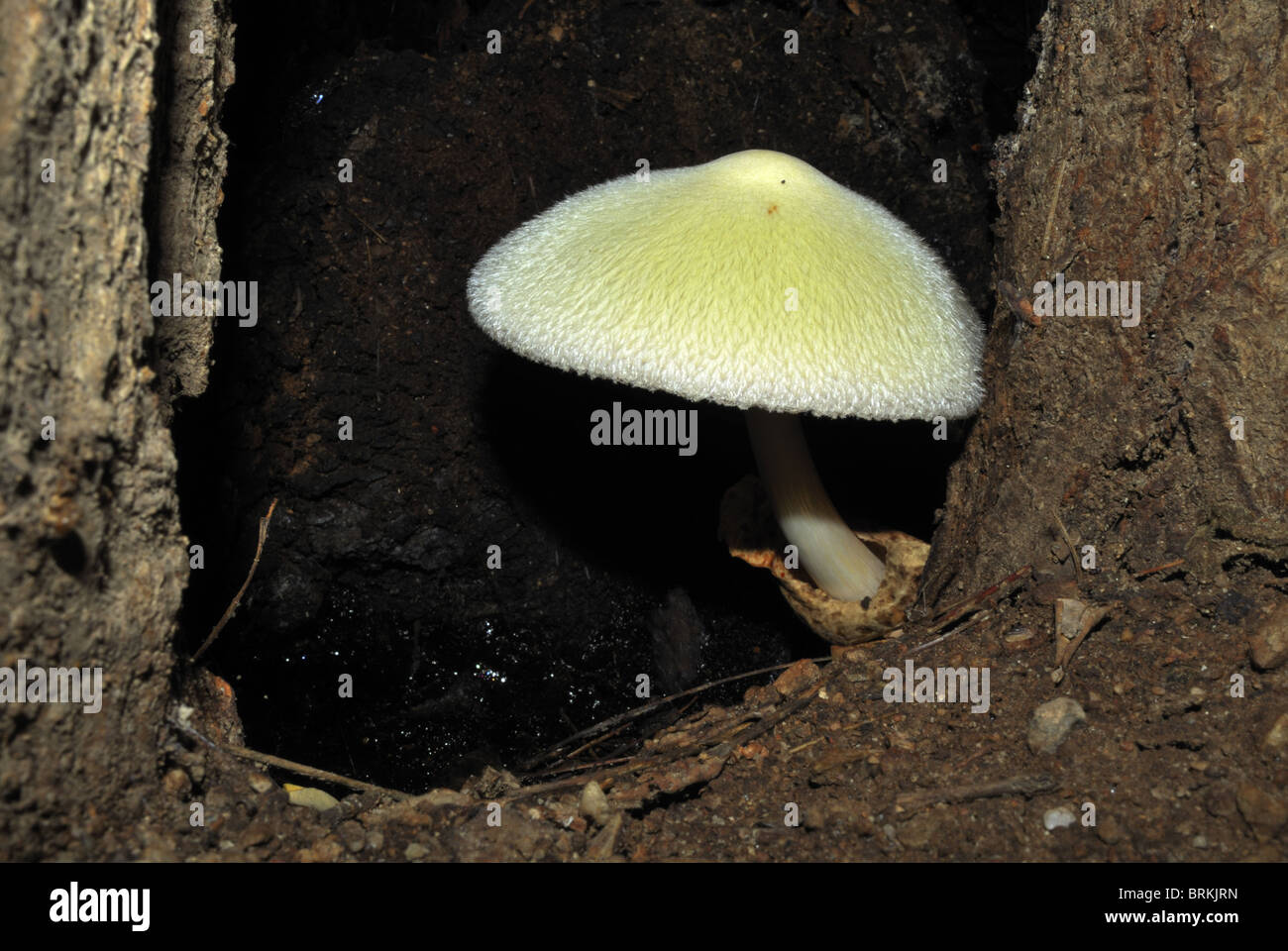 Volvariella hi-res stock photography and images - Alamy