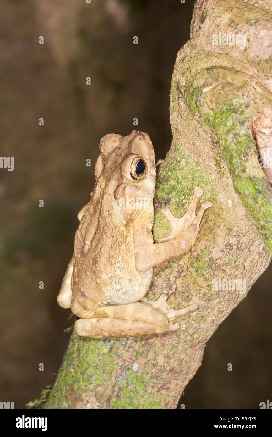 Brown Tree Toad Pedostibes hosii Stock Photo - Alamy