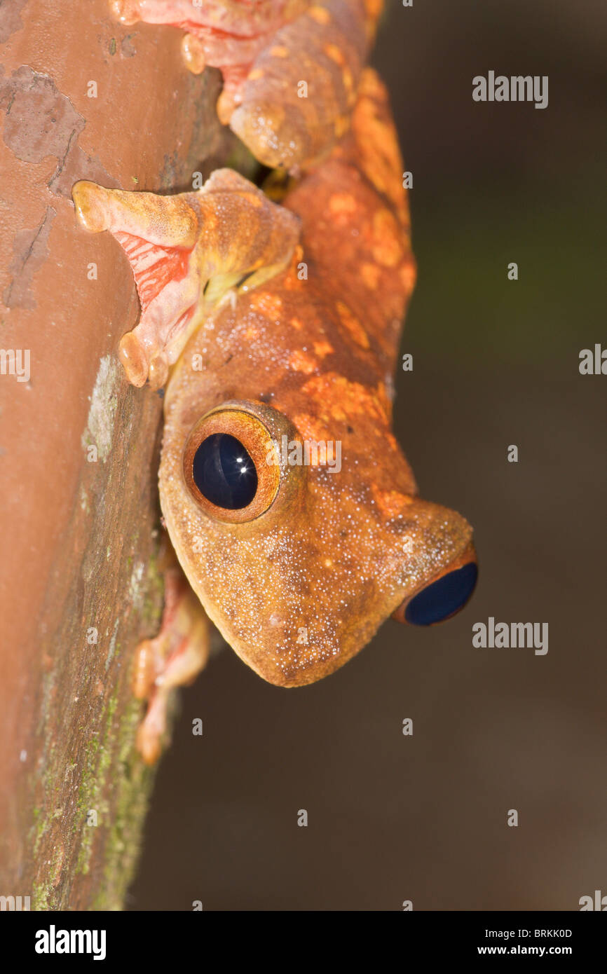 Harlequin Tree Frog Rhacophorus pardalis Stock Photo - Alamy