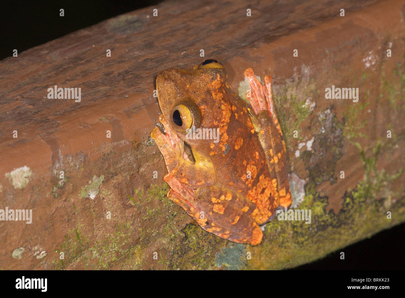 Harlequin Tree Frog Rhacophorus pardalis Stock Photo - Alamy