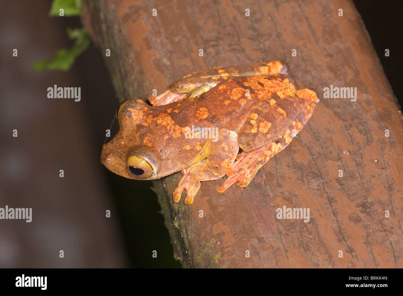 Harlequin Tree Frog Rhacophorus pardalis Stock Photo - Alamy