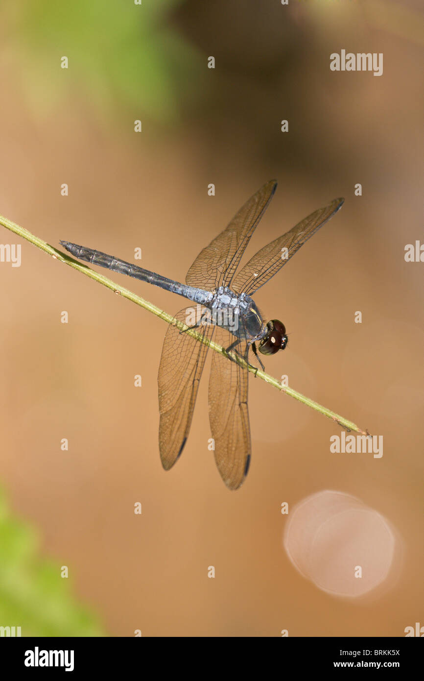 Dragonfly malaysia insects hi-res stock photography and images - Alamy