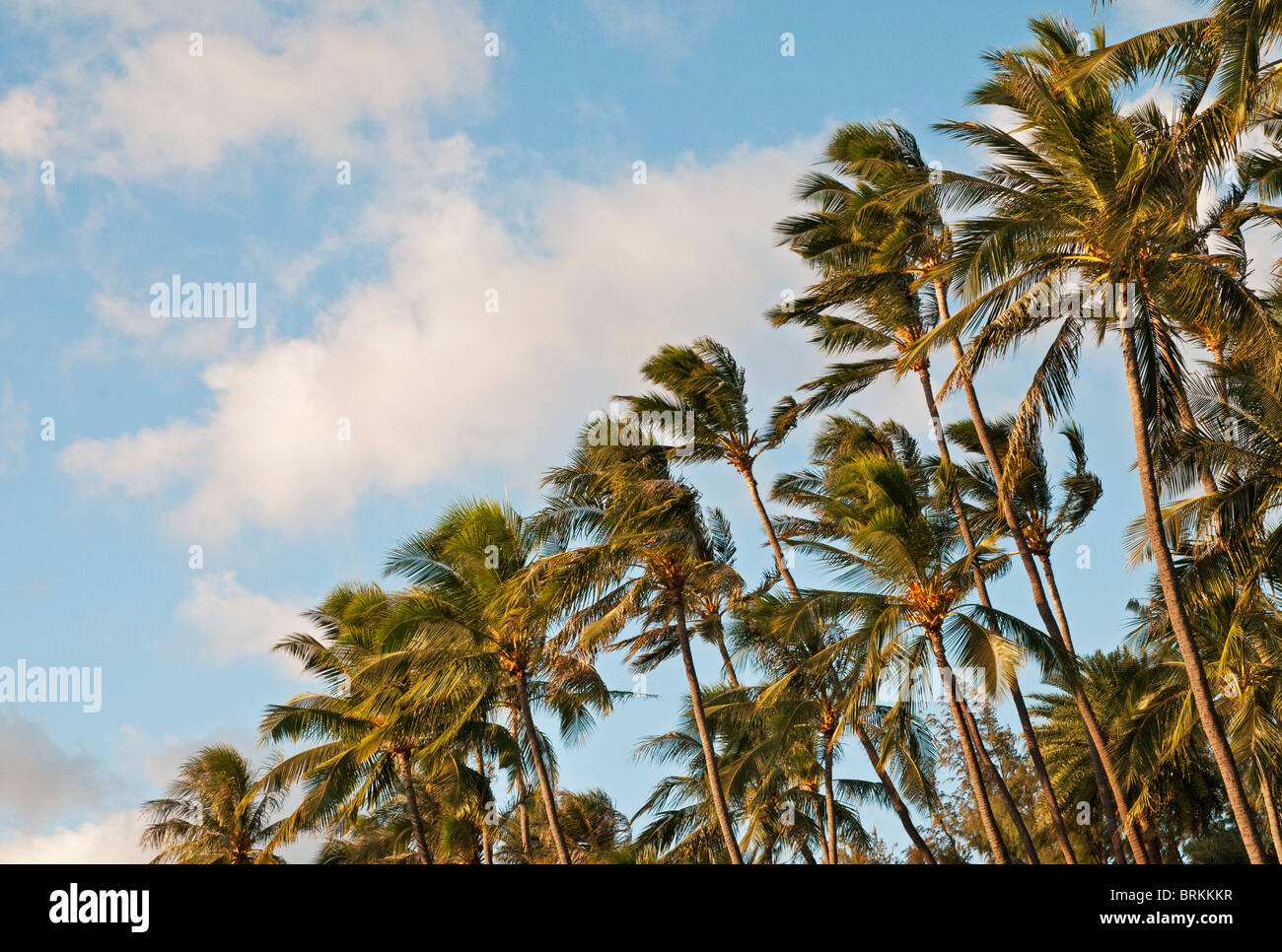 Honolulu and palm trees hi-res stock photography and images - Alamy