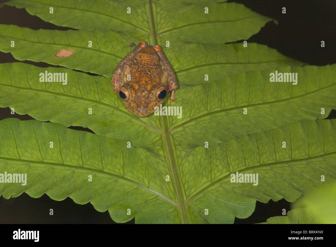 Harlequin Tree Frog Rhacophorus pardalis Stock Photo - Alamy