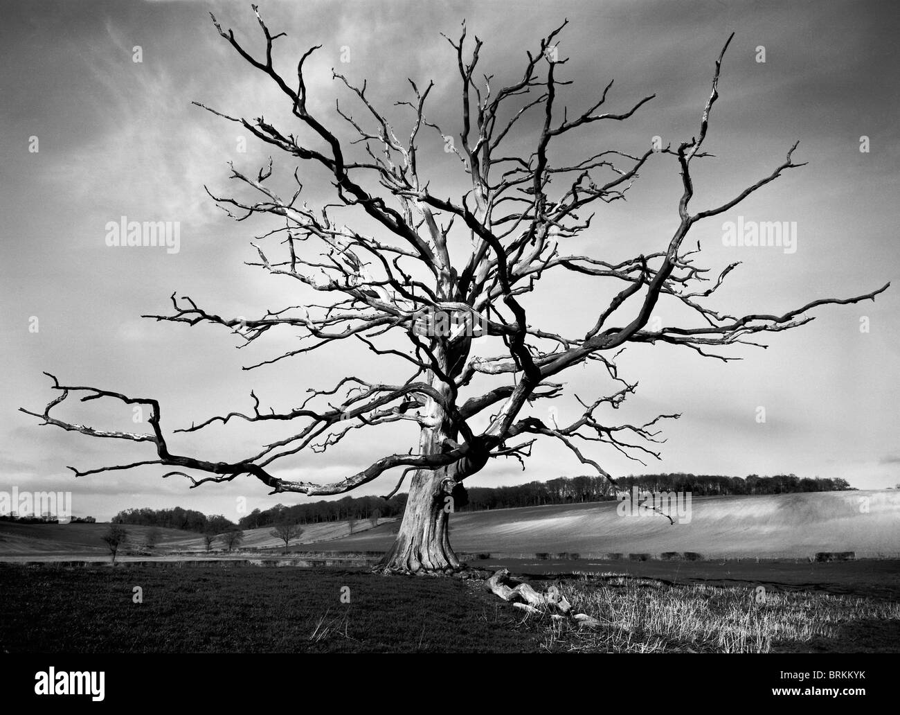 Dead tree in a field Stock Photo - Alamy