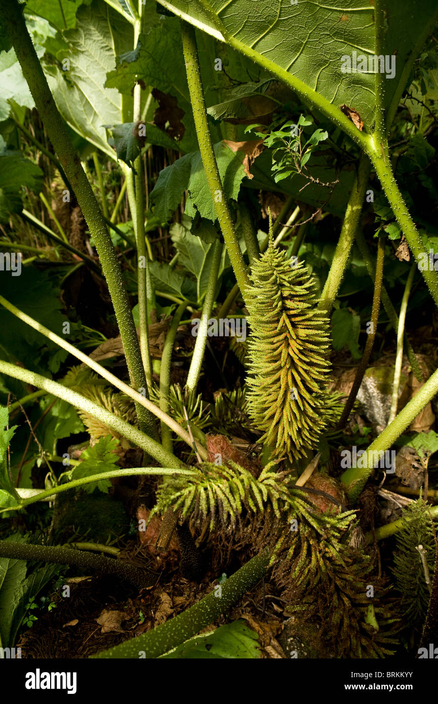 Gigantic leaf hi-res stock photography and images - Alamy