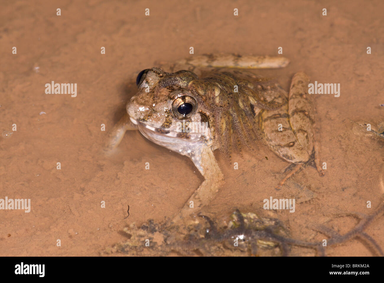 Rough Guardian Frog Limnonectes finchi with tadpoles on back Stock ...