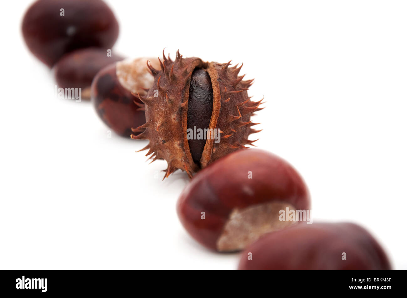 Horse-chestnut (latin - Aesculus hippocastanum), also known as Conker ...