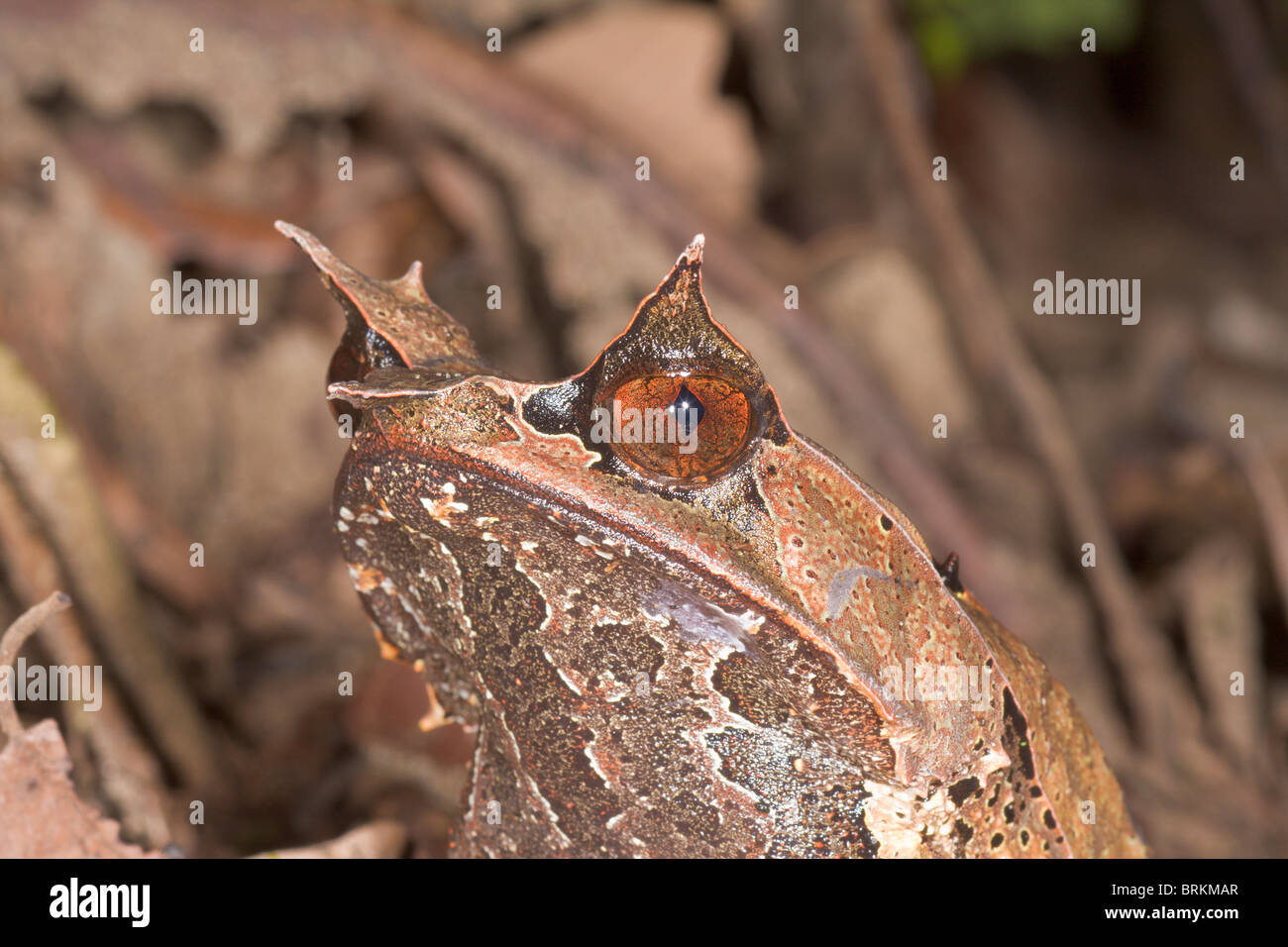 Horned forest frog hi-res stock photography and images - Alamy