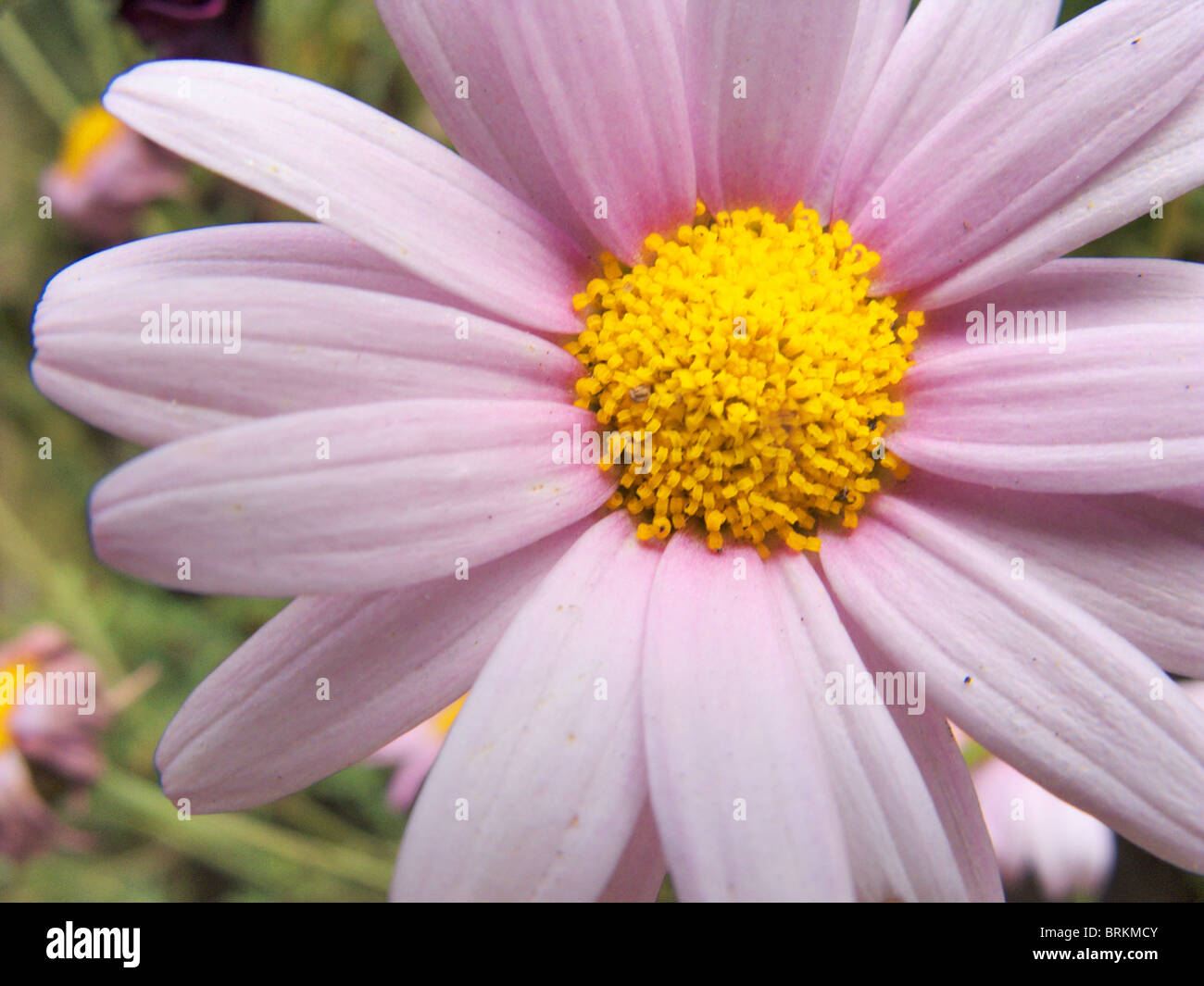 close up detail single flower in a garden Stock Photo - Alamy