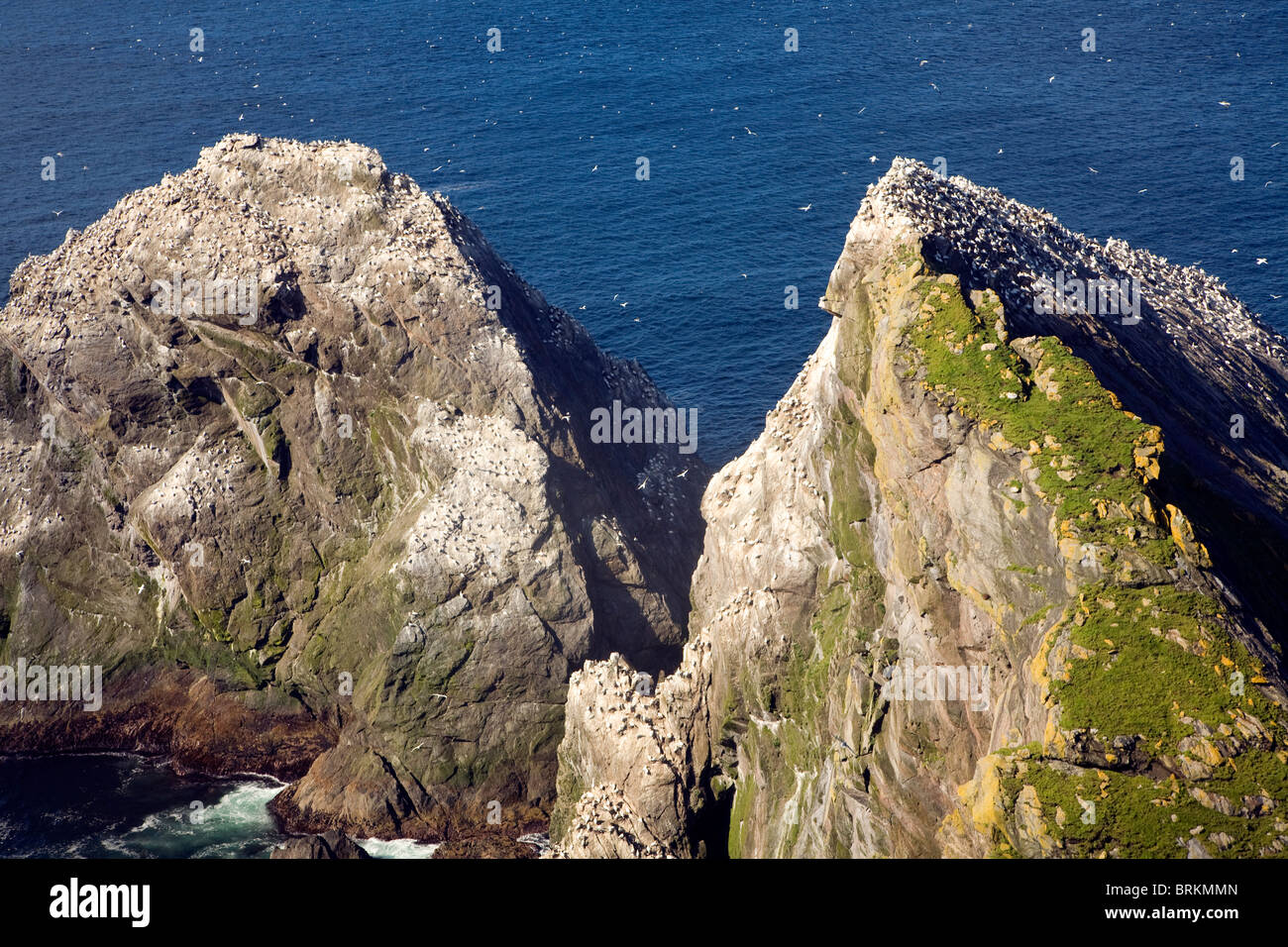 Gannet colony on sea stacks,Hermaness, Unst, Shetland Islands Stock ...