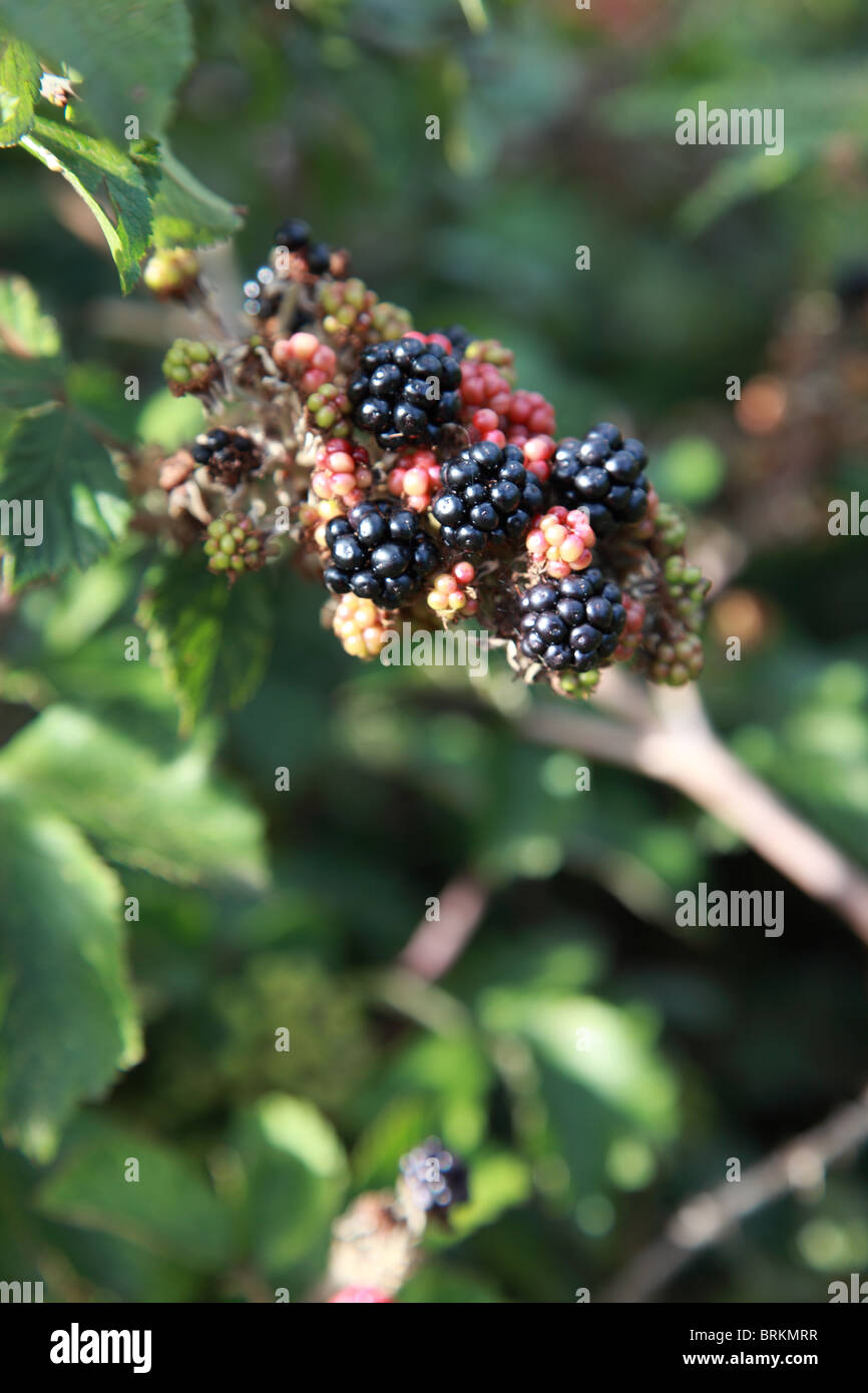 Blackberry bushes hi-res stock photography and images - Alamy