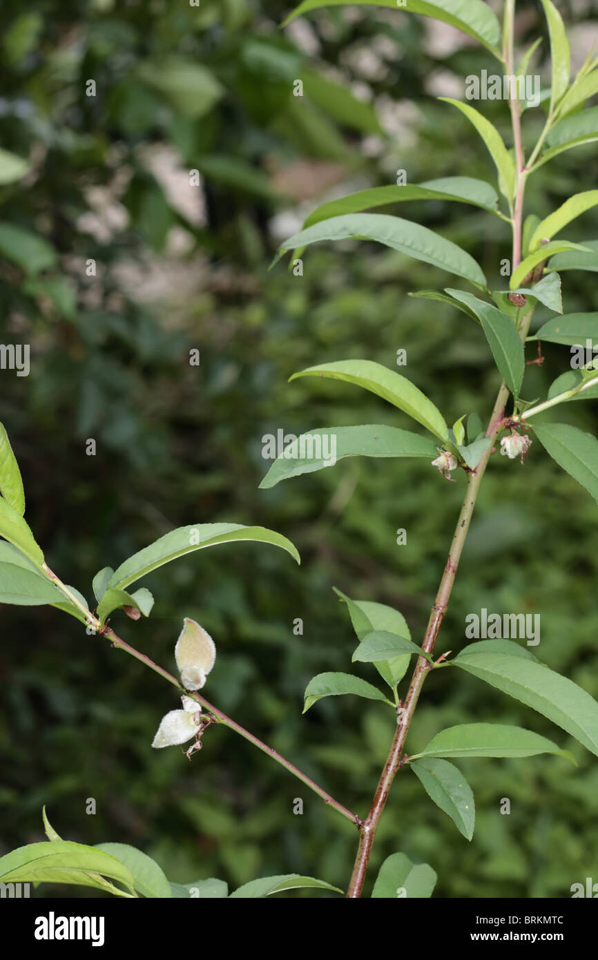 Young Peace Tree Stock Photo - Alamy