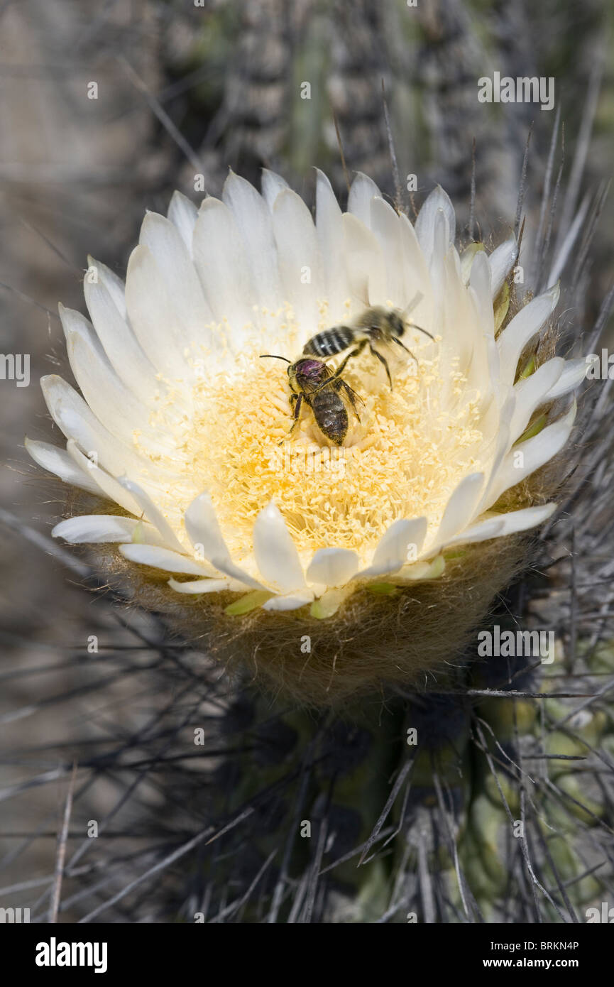 Copao cactus (Eulychnia breviflora) bloom with insects feeding on ...