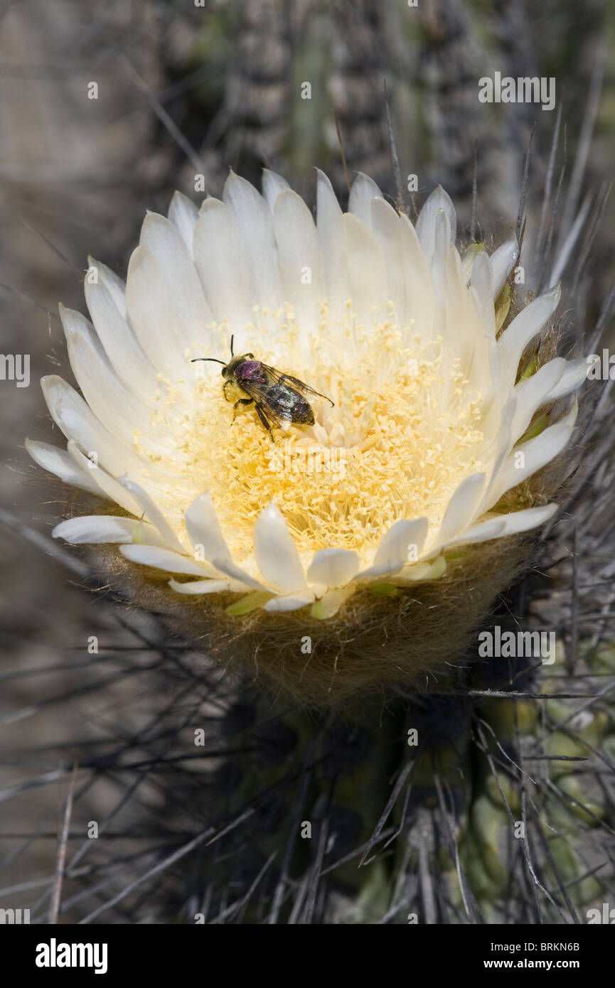 Desierto florido desierto cactus cactus hi-res stock photography and ...