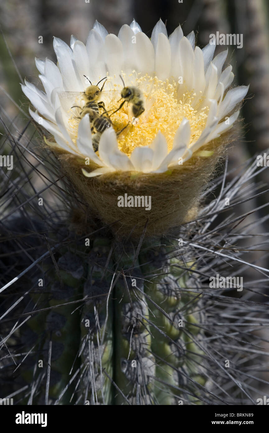 Copao cactus (Eulychnia breviflora) bloom with insects fighting over ...