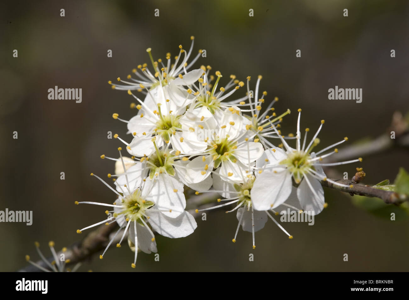 Hummelo netherlands hi-res stock photography and images - Alamy