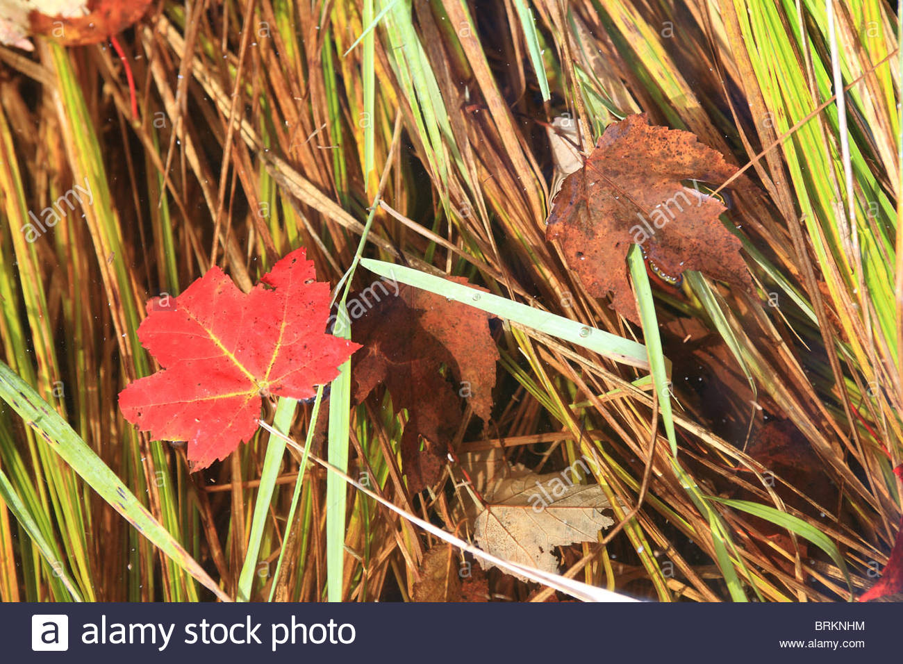 A red Maple leaf is a common sight in the Gatineau Hills in the fall ...