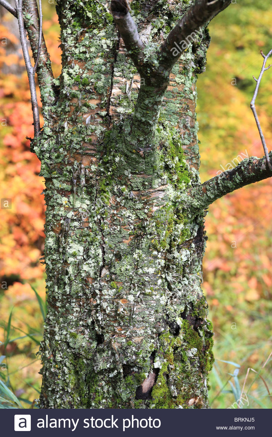 Most moss grows on the north side of tree trunks Stock Photo - Alamy