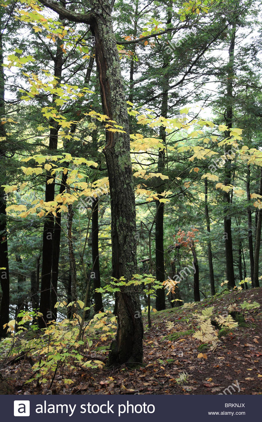 Predominate hi-res stock photography and images - Alamy