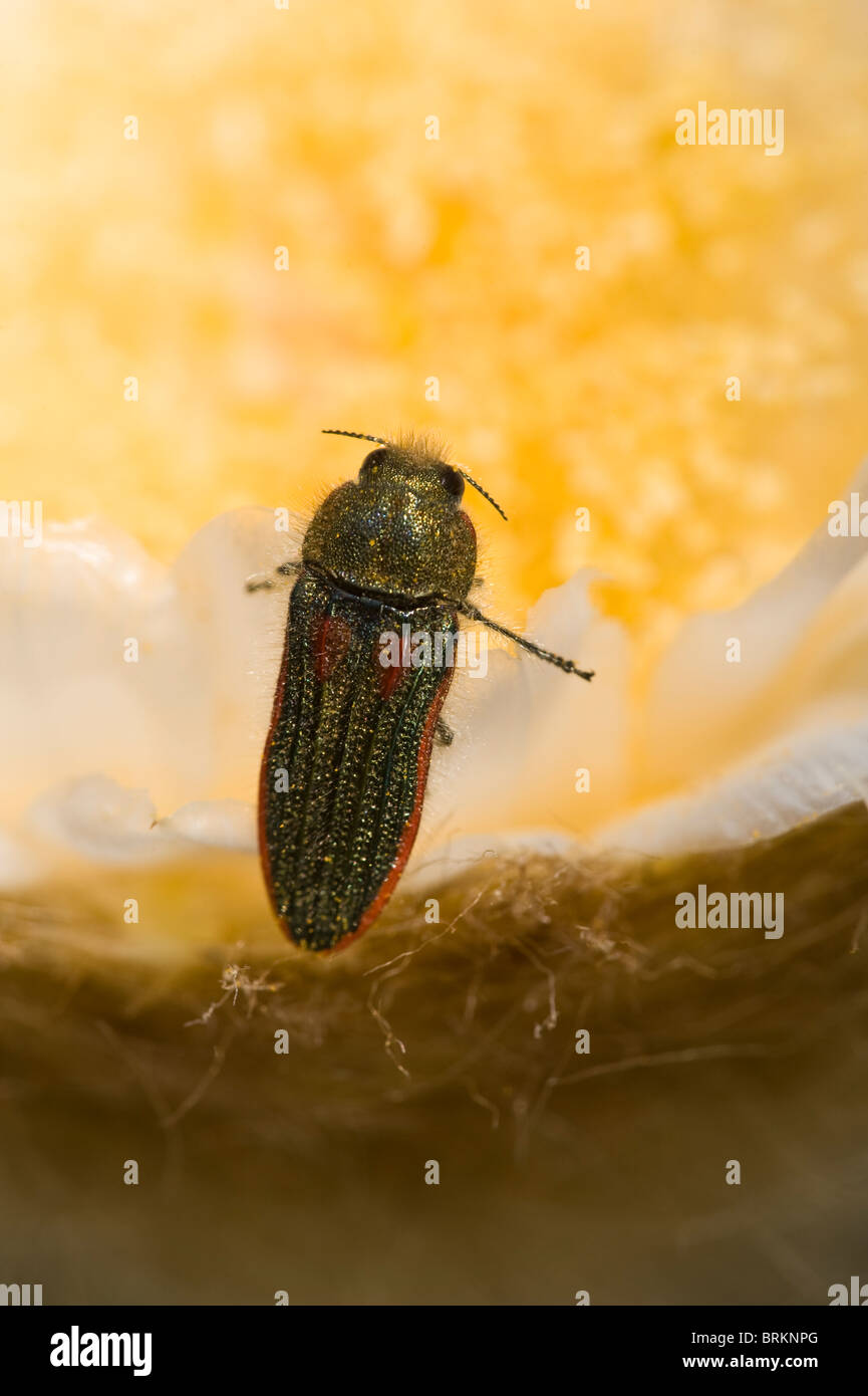 Copao cactus (Eulychnia breviflora) bloom with beetle Atacama (III ...