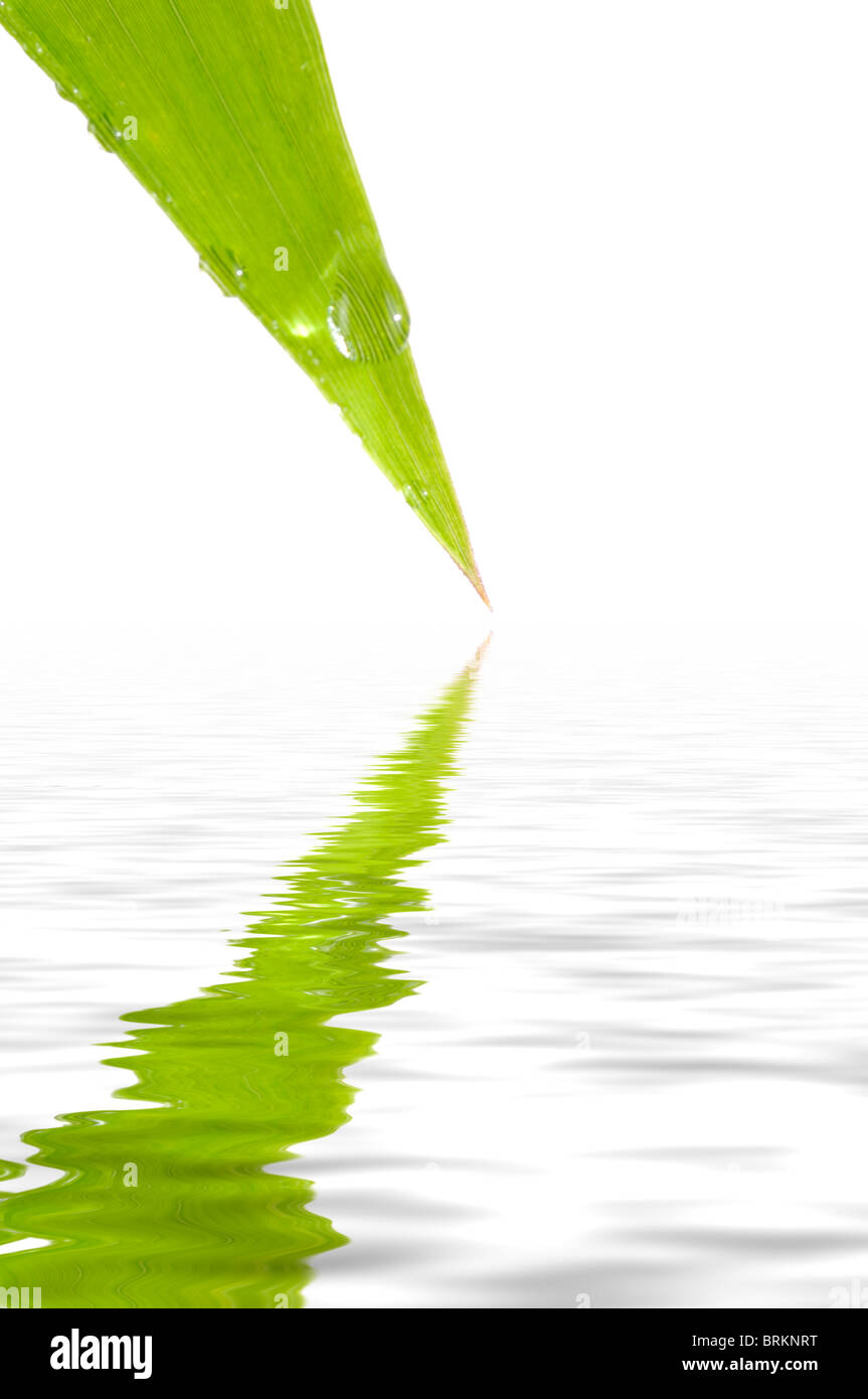 Bamboo leaf with reflection Stock Photo - Alamy