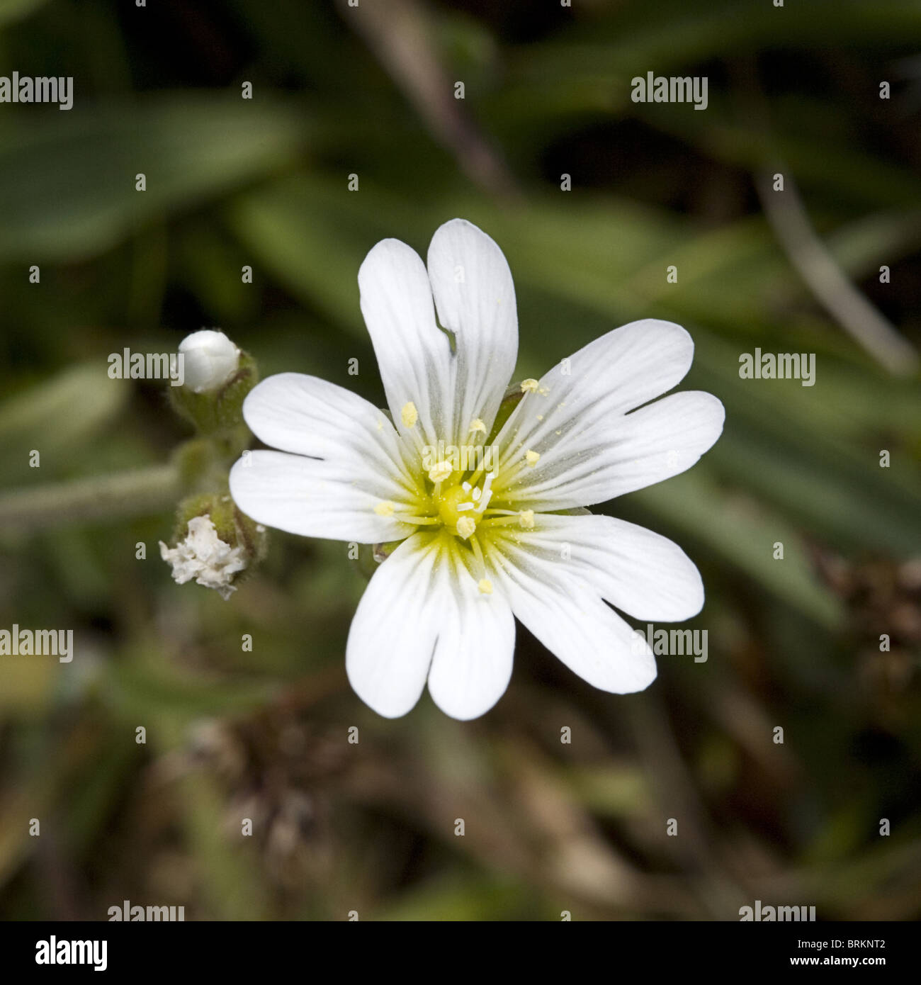 Close up of the flower of Field Chickweed (Cerastium arvense), Holland ...