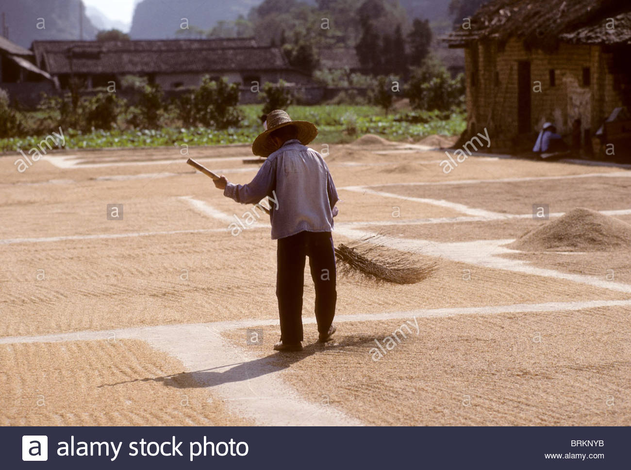 Rice is spread out in the fall sun to dry Stock Photo - Alamy