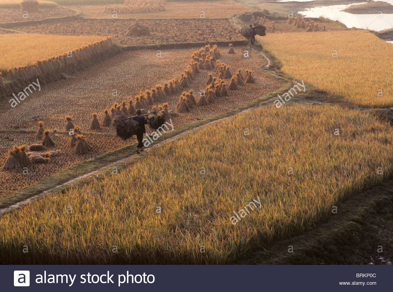A rural farm worker carries cut Rice stocks for threshing Stock Photo ...