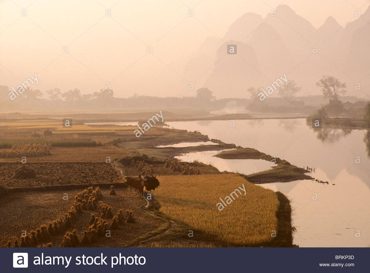 Farm workers move cut Rice to threshing by hand Stock Photo - Alamy
