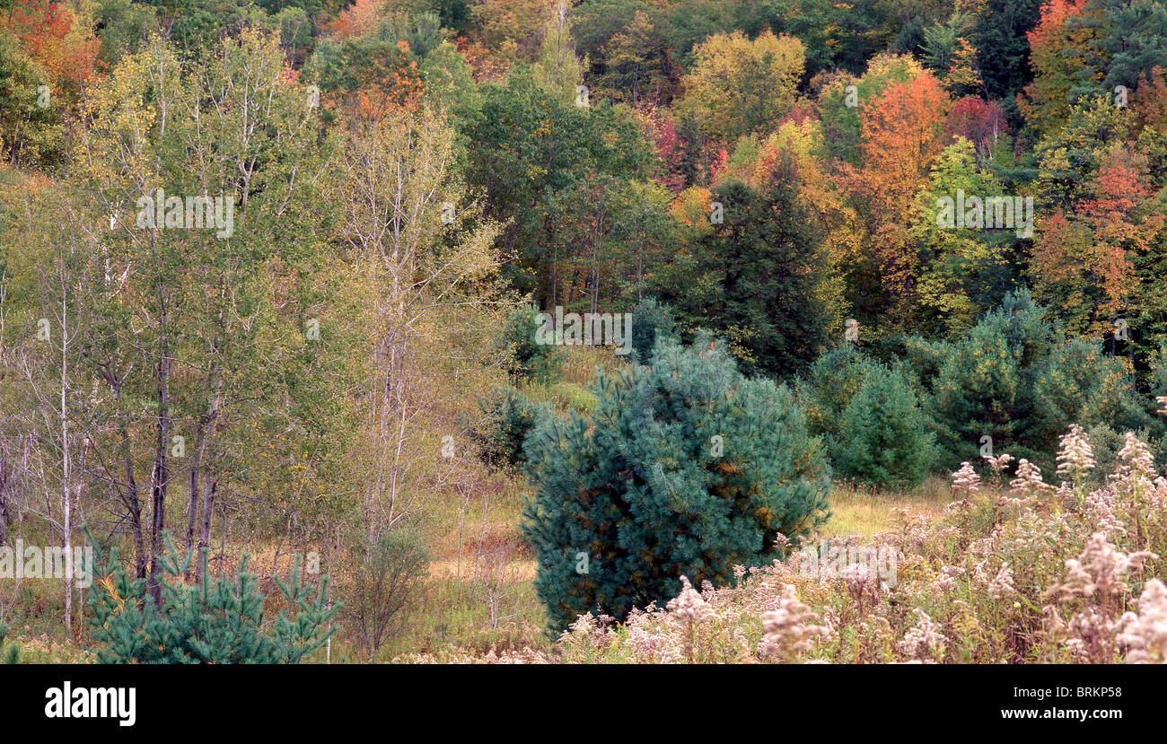 Early Autumn forest landscape in Vermont near killington Stock Photo ...