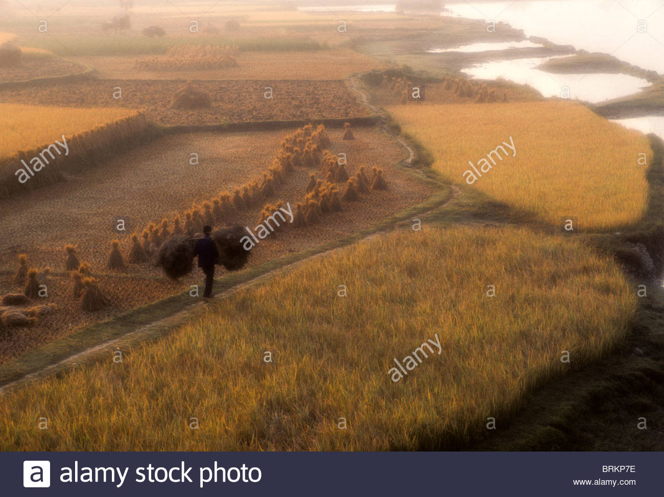 A farm worker takes stalks of cut rice to the thresher Stock Photo - Alamy