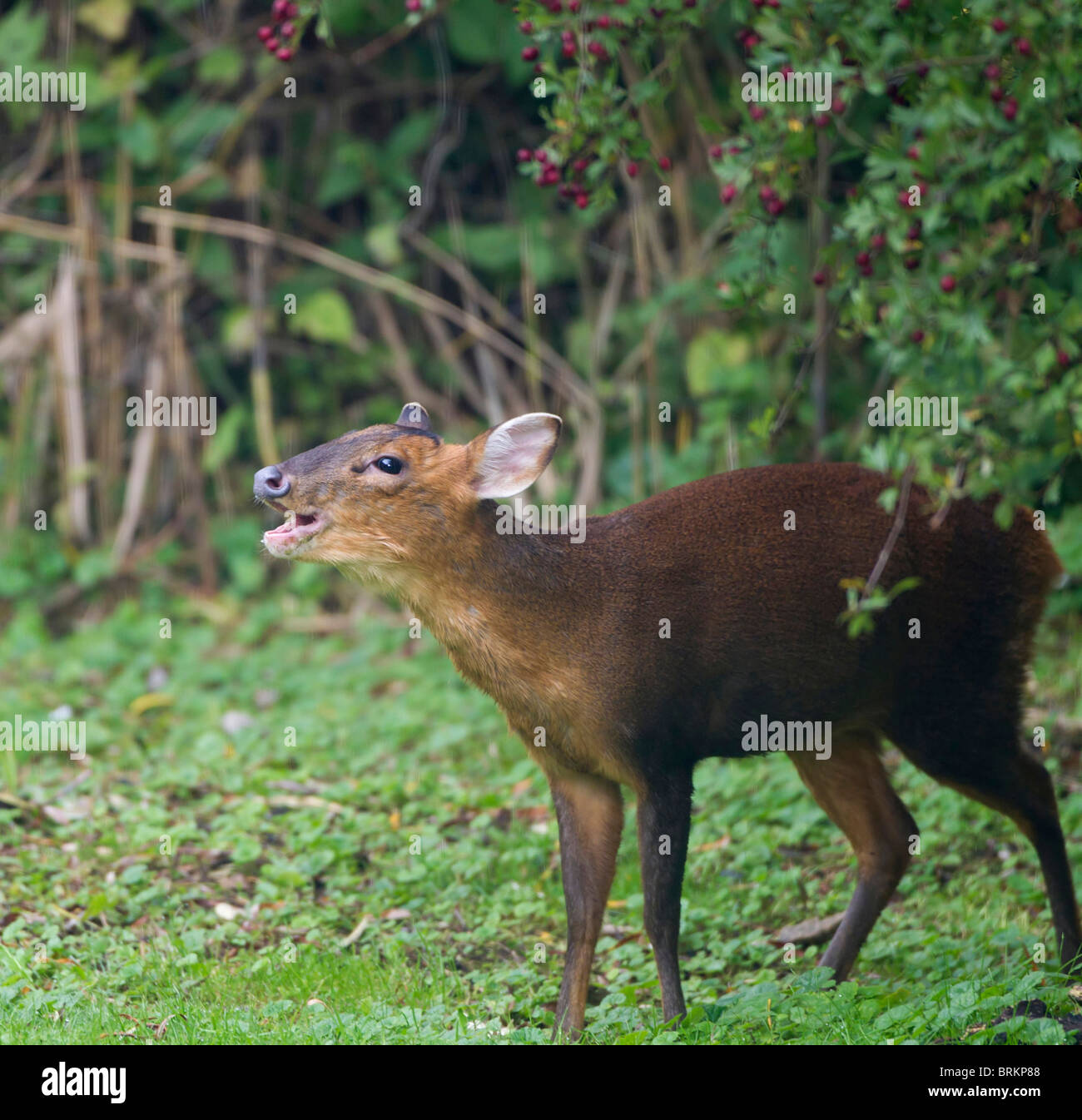 Female Muntjac also called Barking Deer Muntiacus reevesi barking in ...