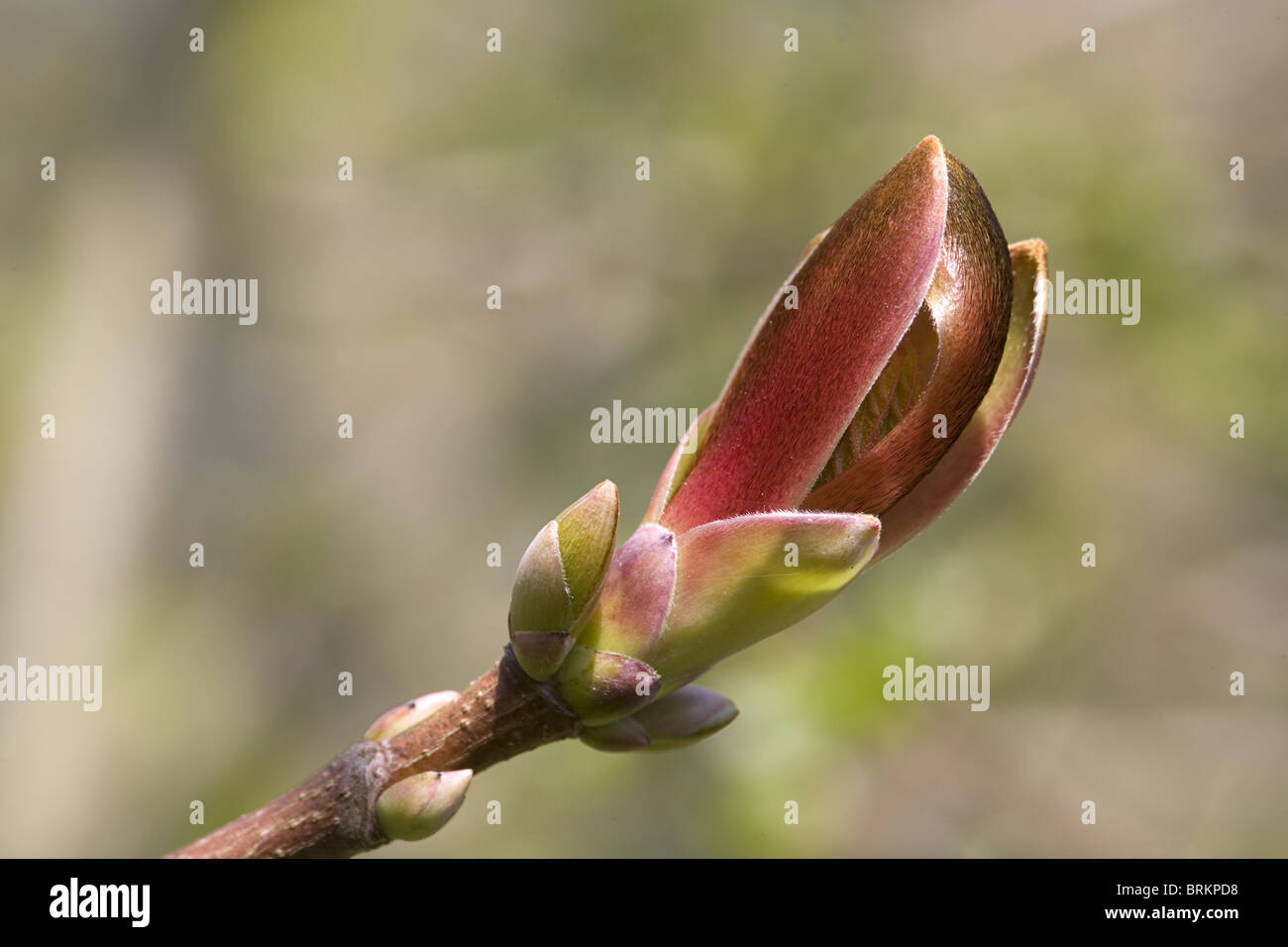 Sprouting leaves of Maple (Acer spec.), Hummelo, Gelderland ...