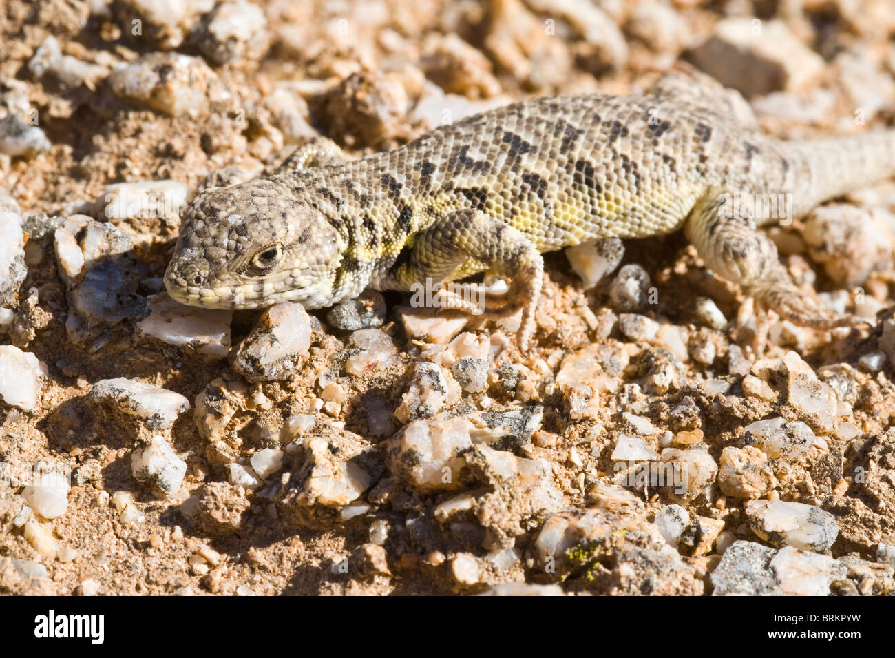 Lizard laying down motionless camouflaged by surrounding stones Parque ...