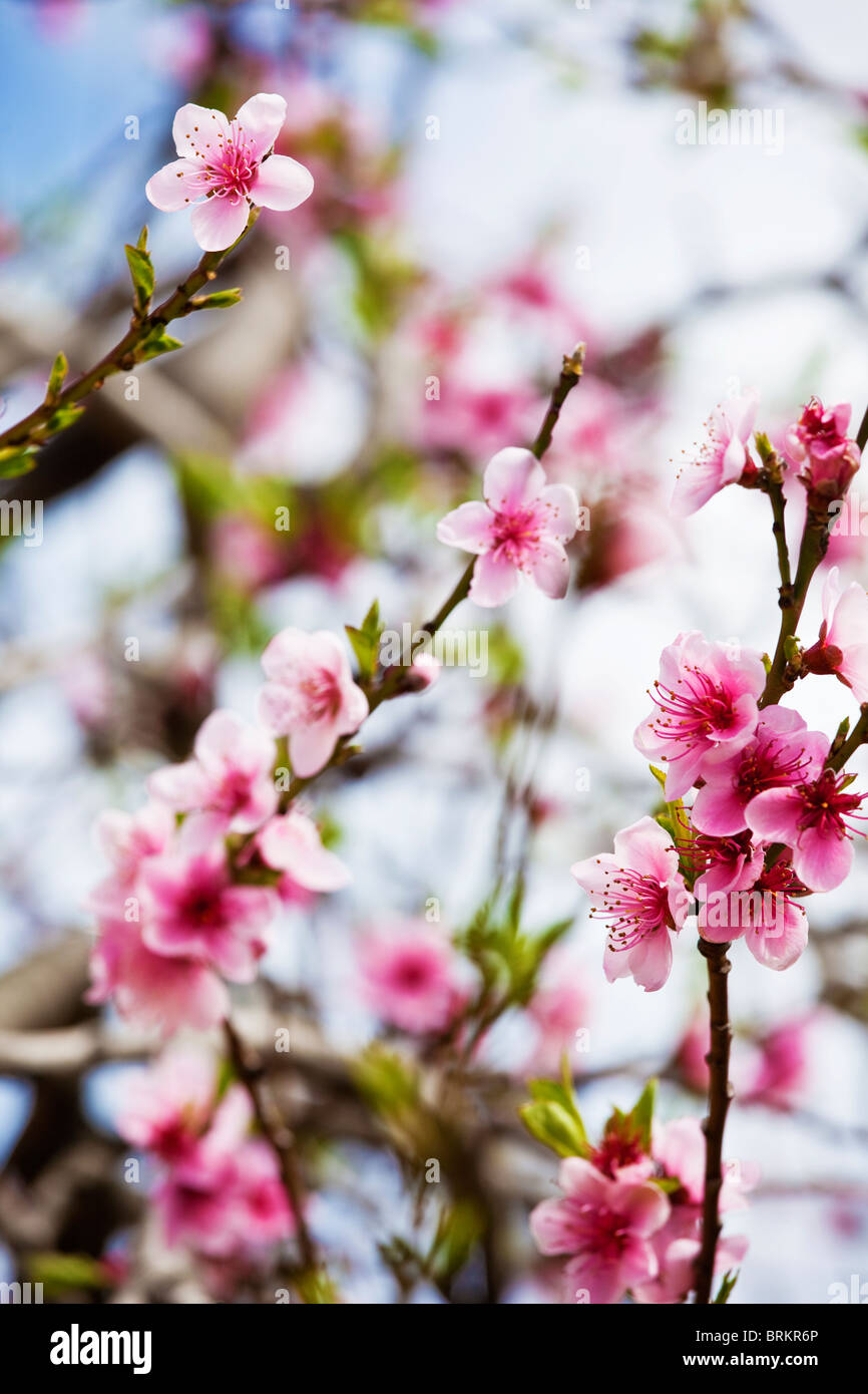 stunning pink purple and white nectarine Blossom with bright blue sky ...