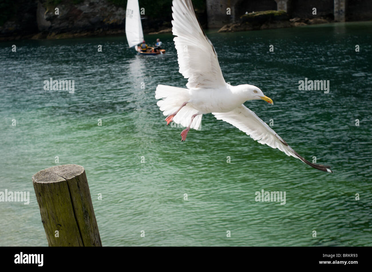 Seagull with sailing boats on the harbour behind. Looe, Cornwall, UK ...