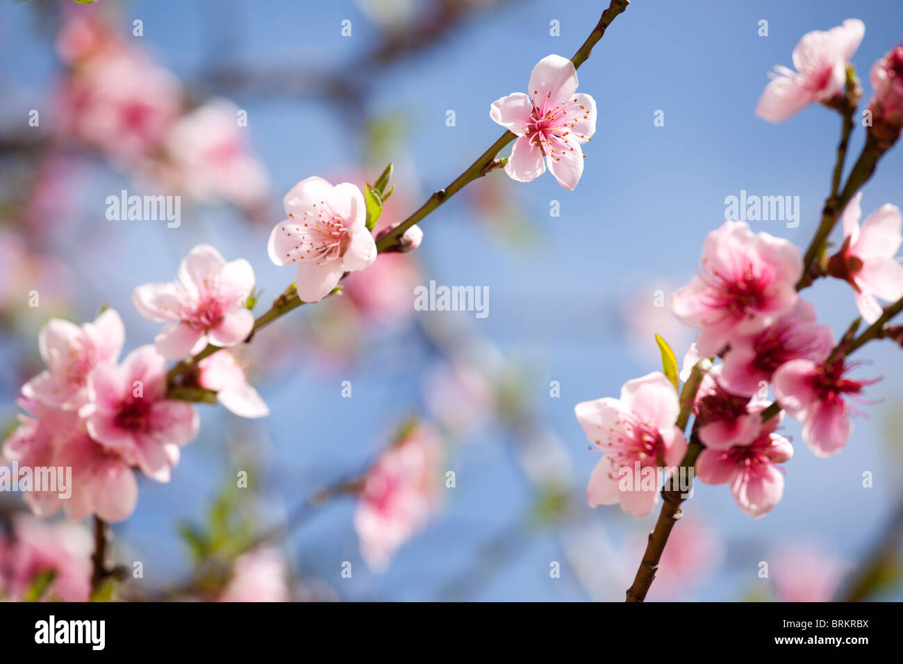 stunning pink purple and white nectarine Blossom with bright blue sky ...
