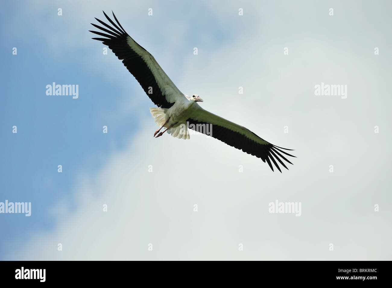 Storks stork in the Biebrza River Reservation in Podlasie Region ...