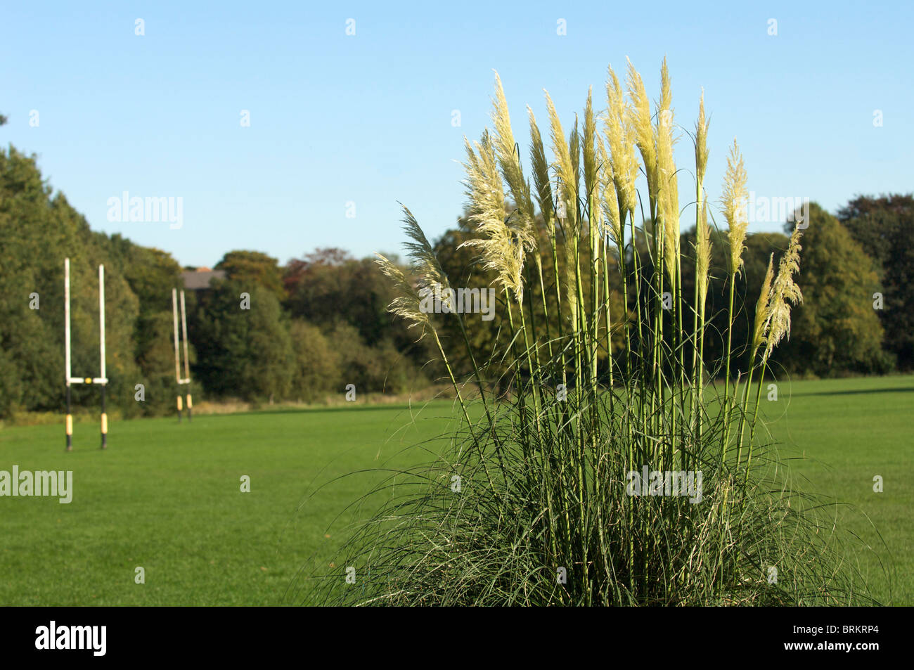 pampas grass on rugby playing field Stock Photo - Alamy