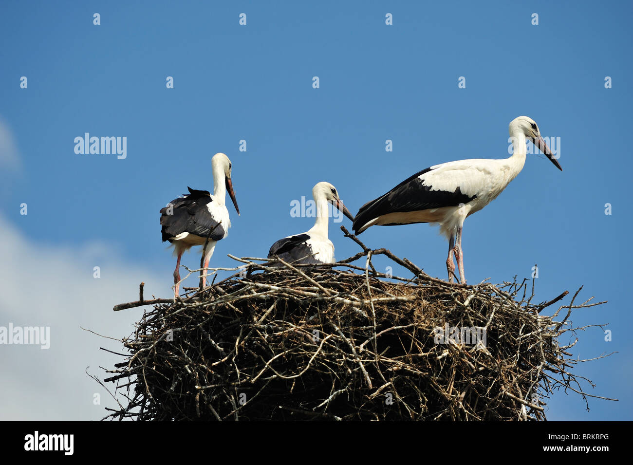 Storks stork in the Biebrza River Reservation in Podlasie Region ...
