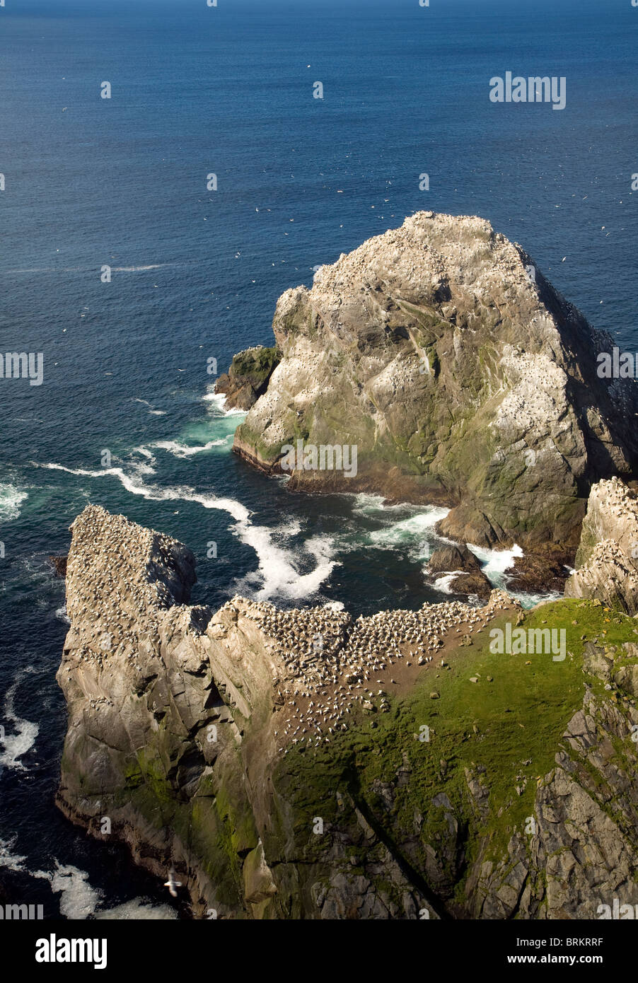 Colony of sea birds hi-res stock photography and images - Alamy