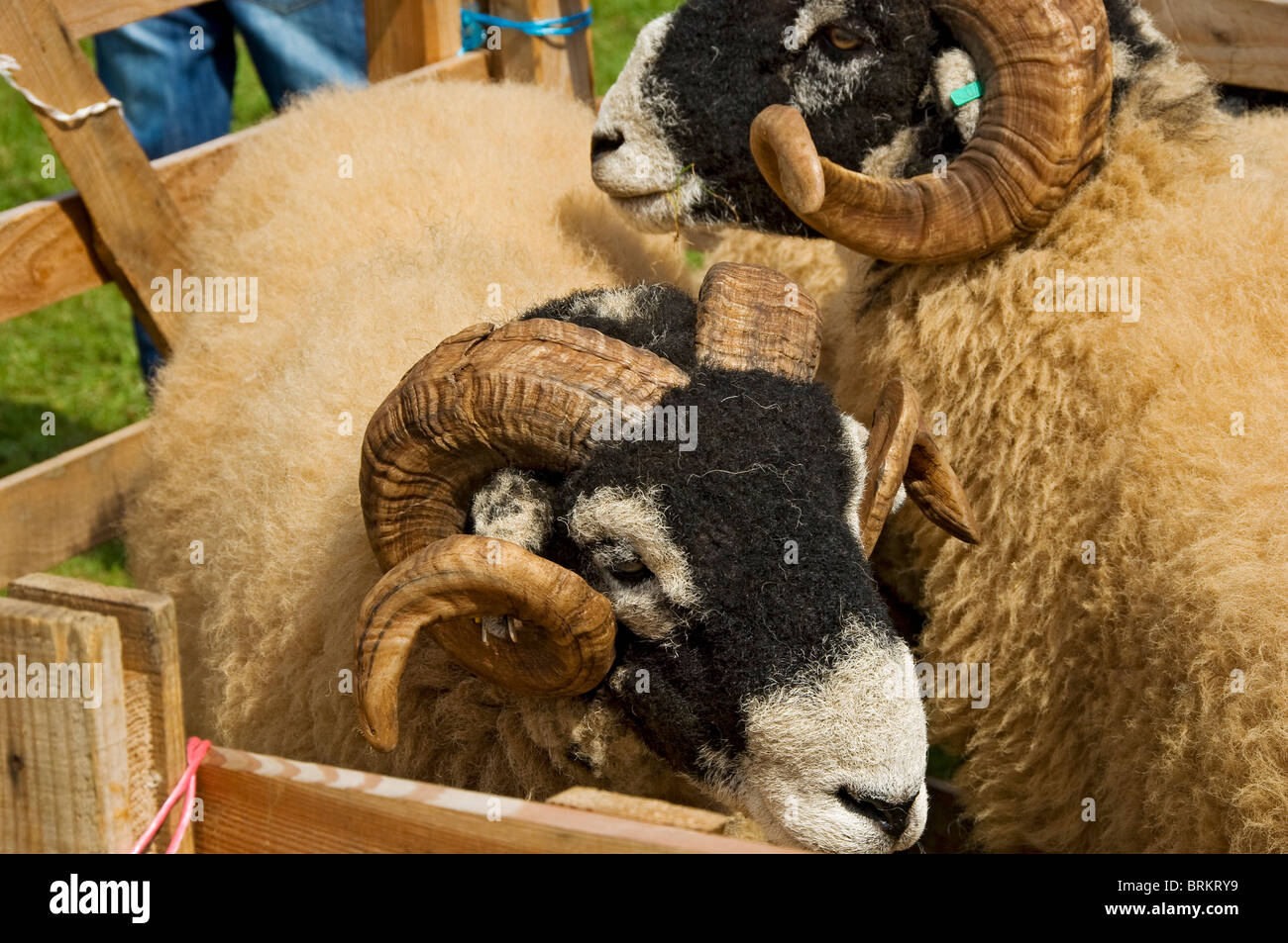Yorkshire rams hi-res stock photography and images - Alamy