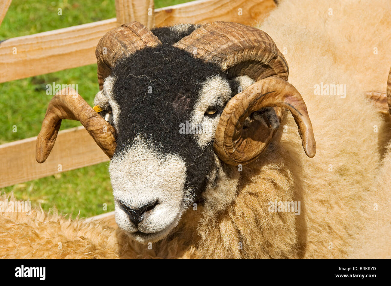 Close Up Face Swaledale Ram High Resolution Stock Photography and ...