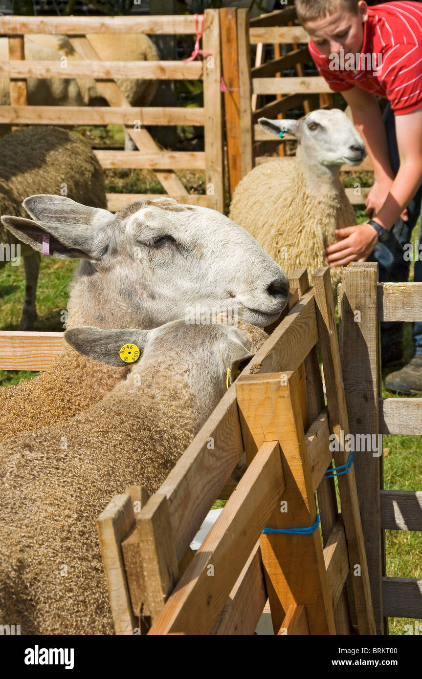 Bluefaced leicester sheep hi-res stock photography and images - Alamy