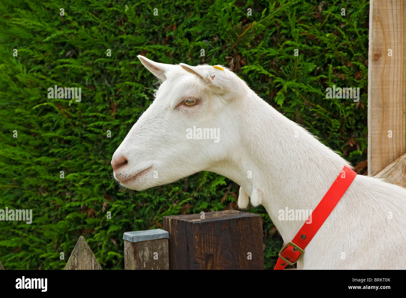 Goat detail hi-res stock photography and images - Alamy